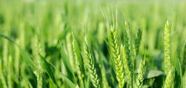 Best Wheat Flour in Indore, India | Guna Agro